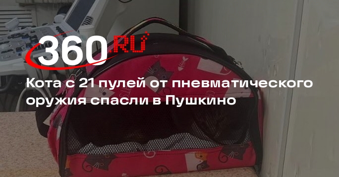 Кота с 21 пулей от пневматического оружия спасли в Пушкино | 360.ru